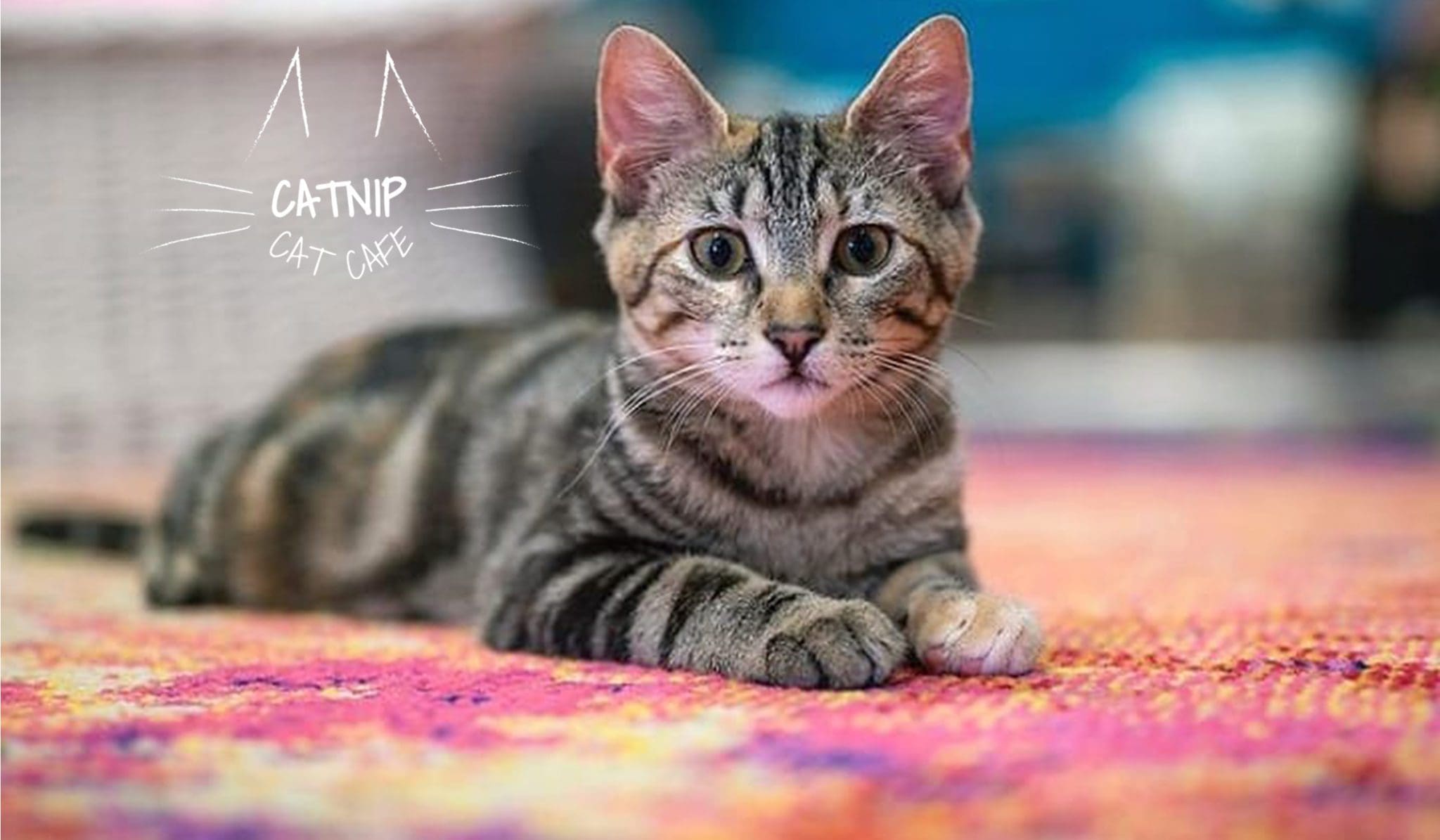 Catnip Cat Café - Virginia Beach Visitors Guide